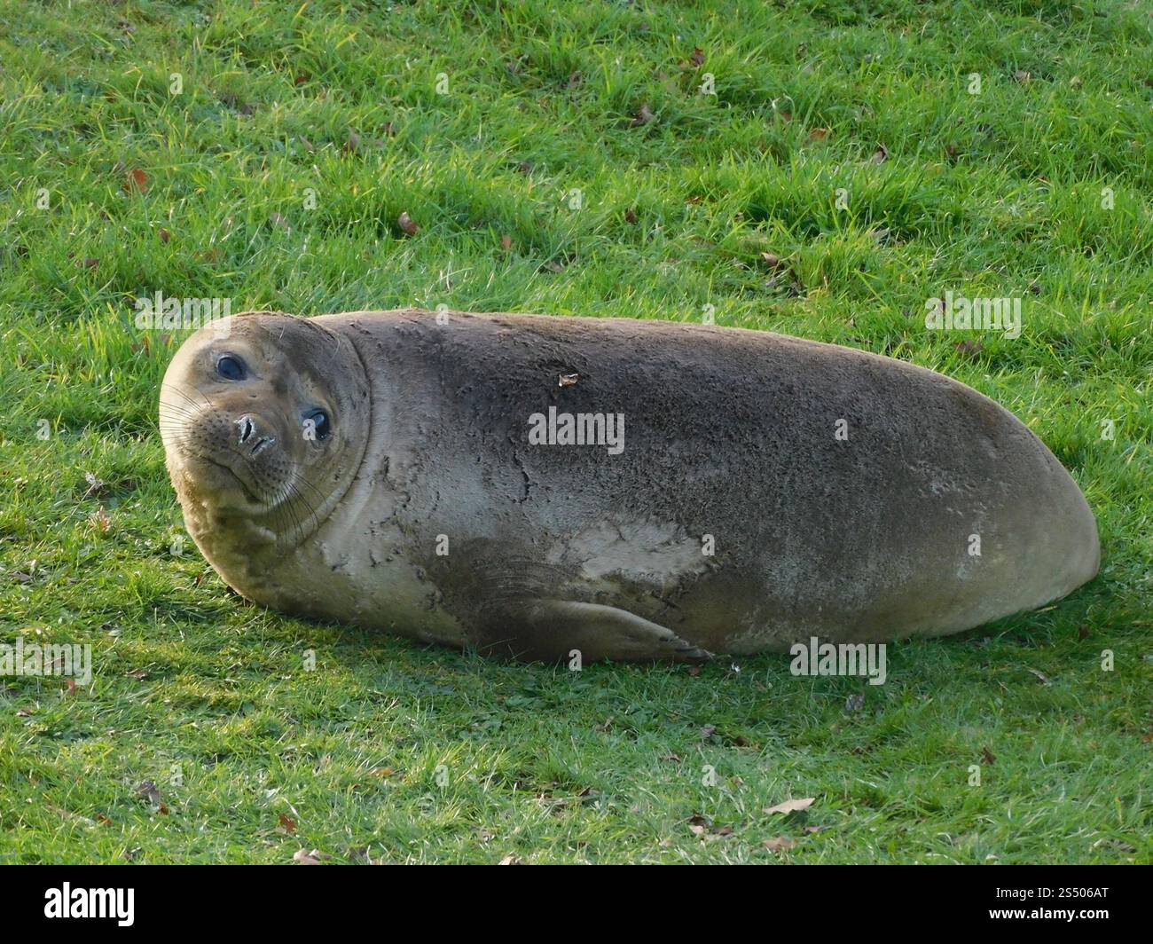 Southern Elephant Seal (Mirounga leonina Stock Photo - Alamy