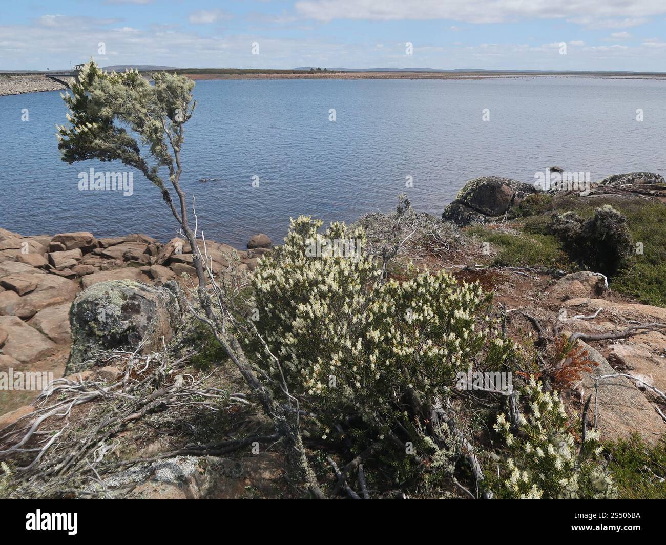 Orites hi-res stock photography and images - Alamy