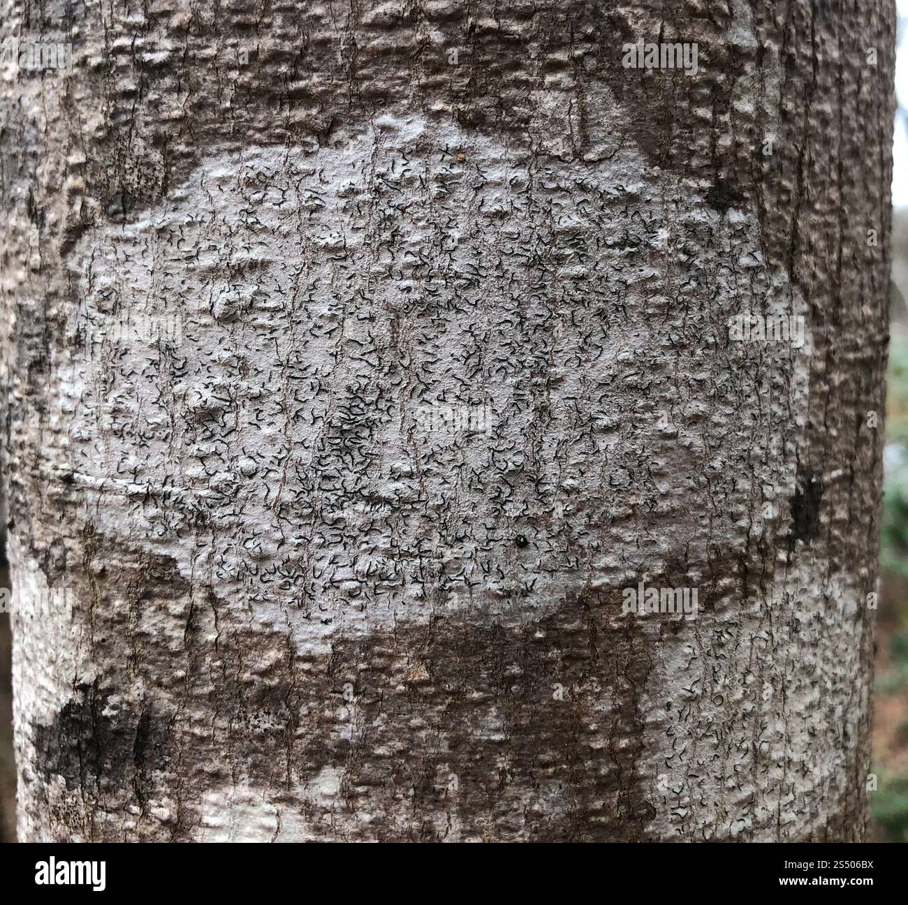 Common Script Lichen (Graphis scripta Stock Photo - Alamy