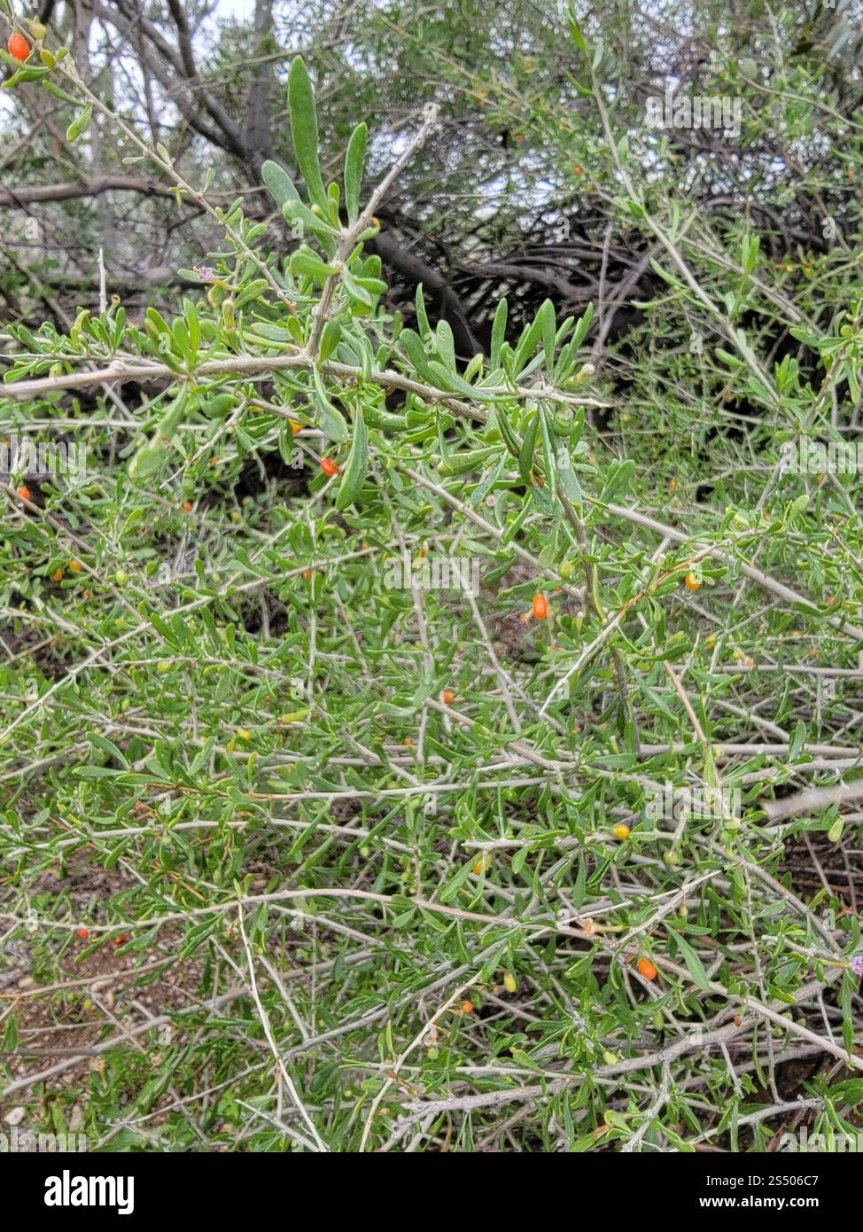 Anderson Thornbush (Lycium andersonii Stock Photo - Alamy