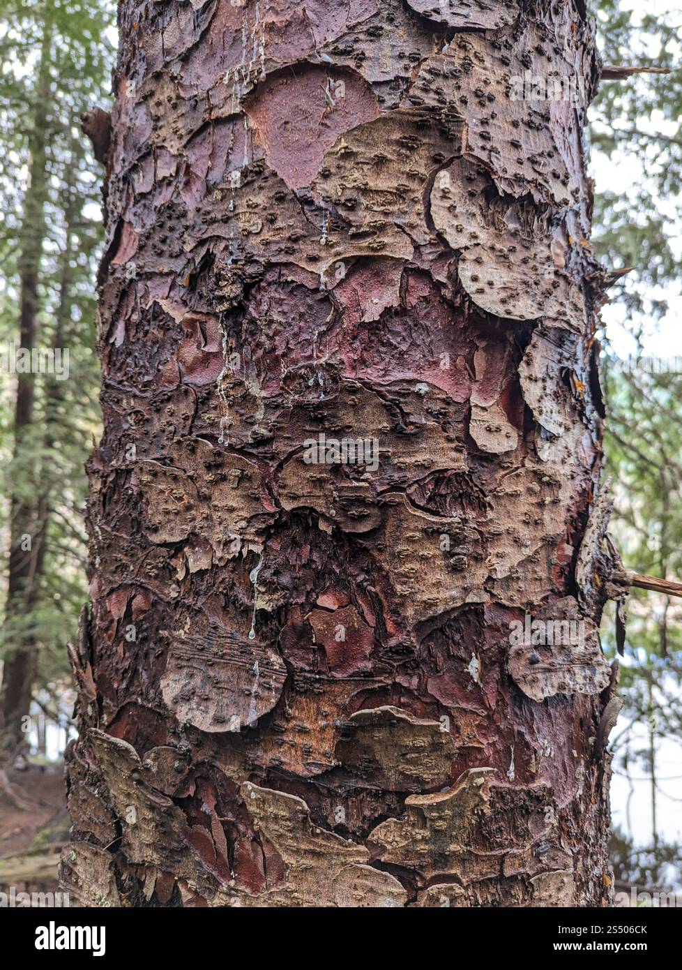Sitka spruce (Picea sitchensis Stock Photo - Alamy