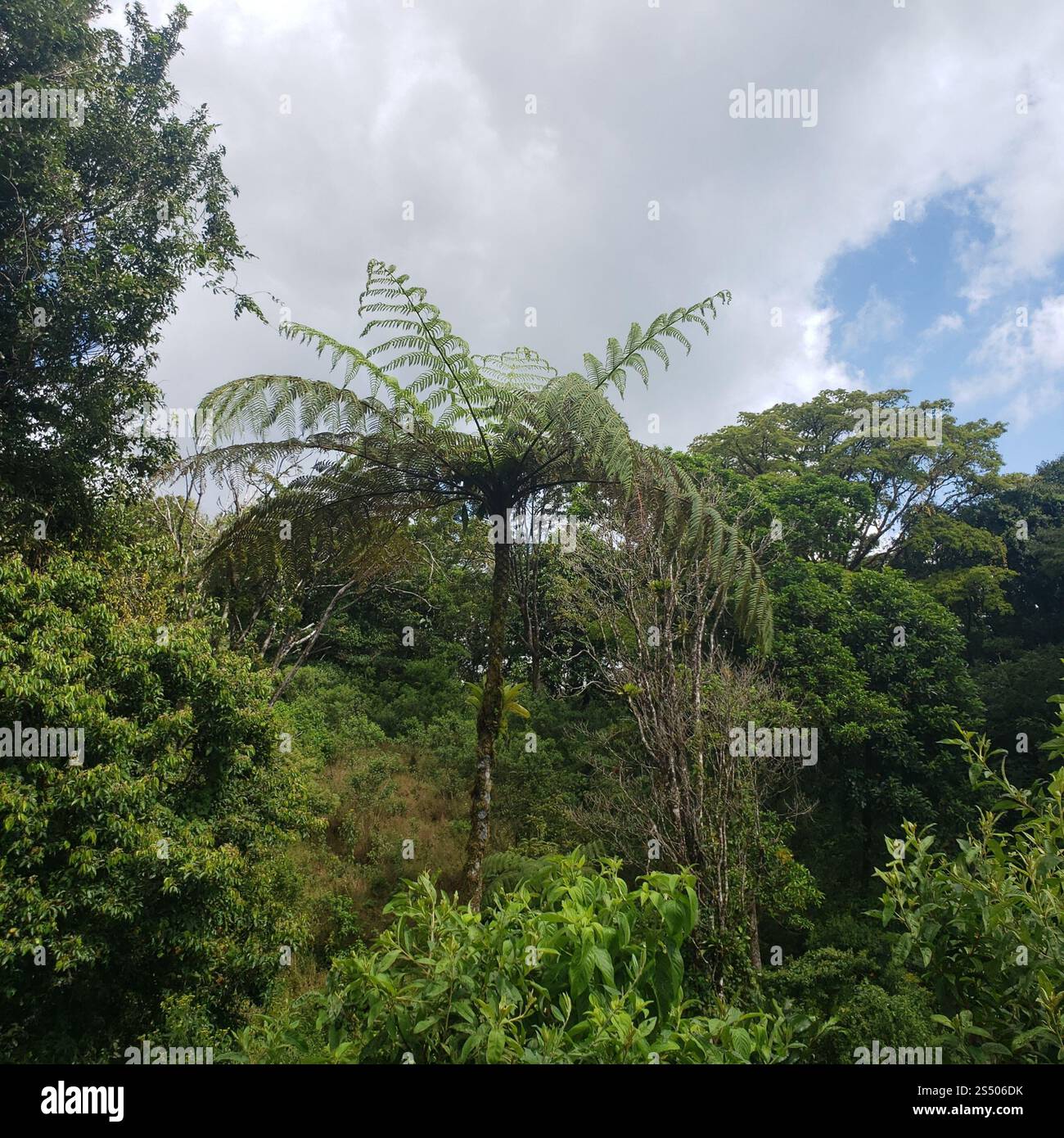 scaly tree ferns (Cyathea Stock Photo - Alamy