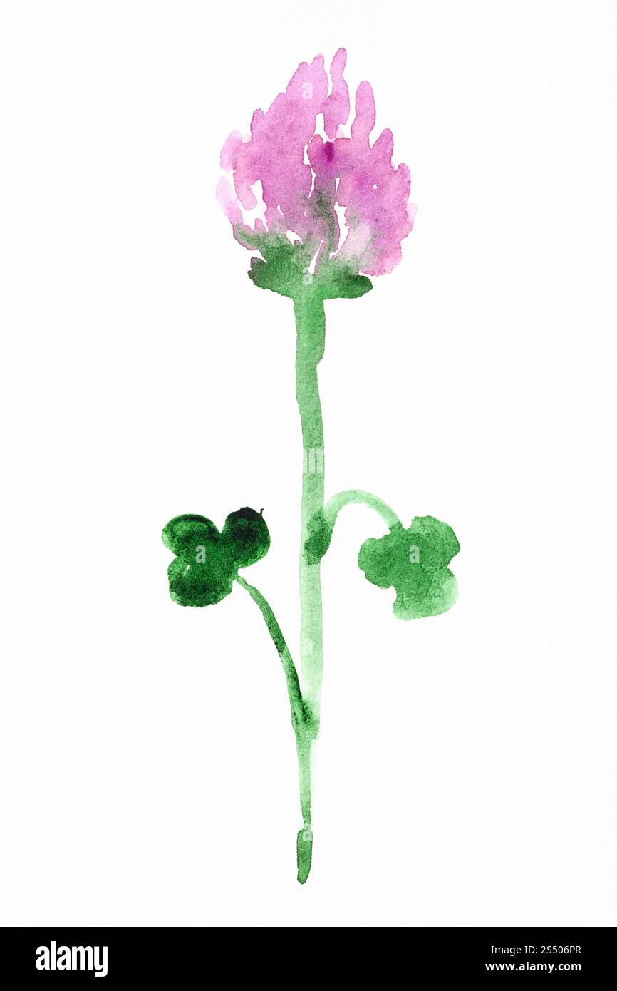 Watercolor hand drawn clover Cut Out Stock Images & Pictures - Alamy