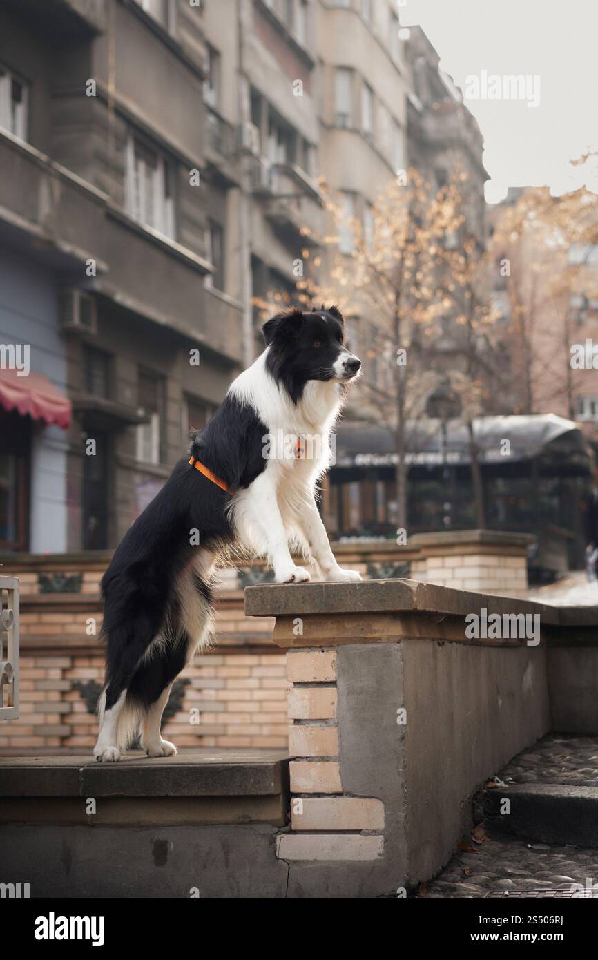 A border collie attentively watches from a raised city stone platform ...