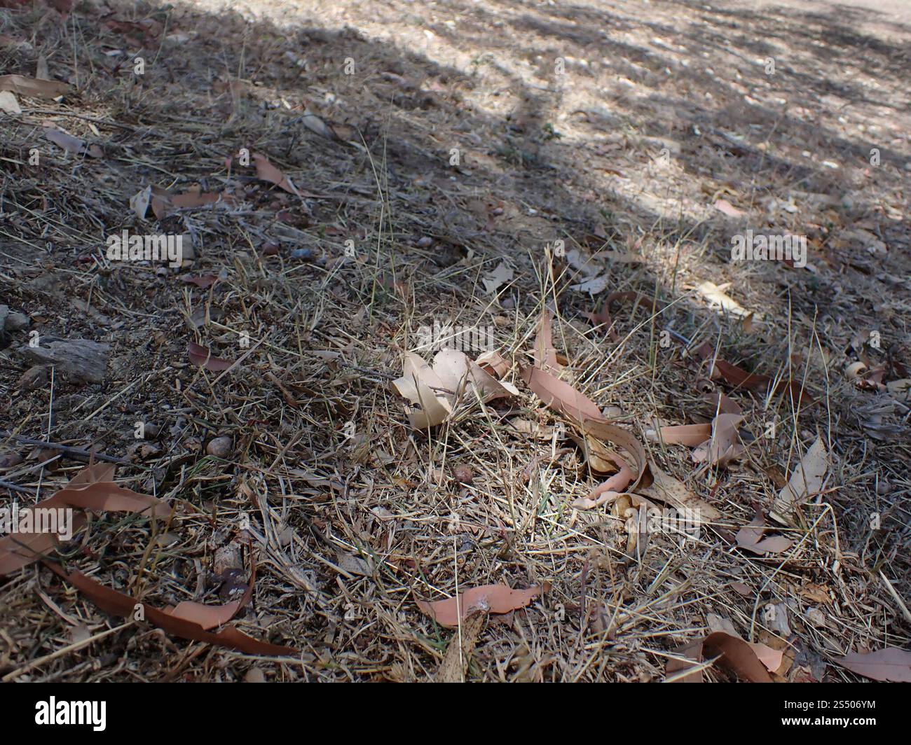 Ants, Bees, Wasps, and Sawflies (Hymenoptera Stock Photo - Alamy
