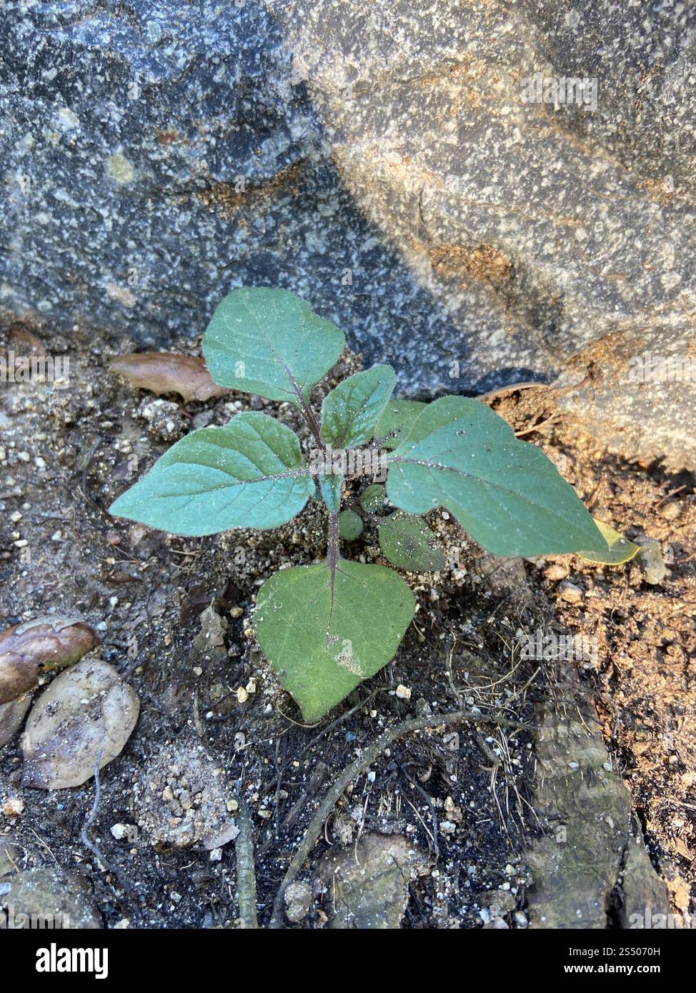 nightshade family (Solanaceae Stock Photo - Alamy