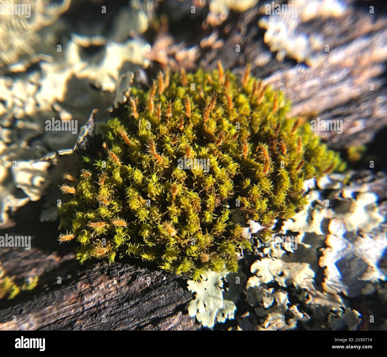 crisped pincushion (Ulota crispa Stock Photo - Alamy