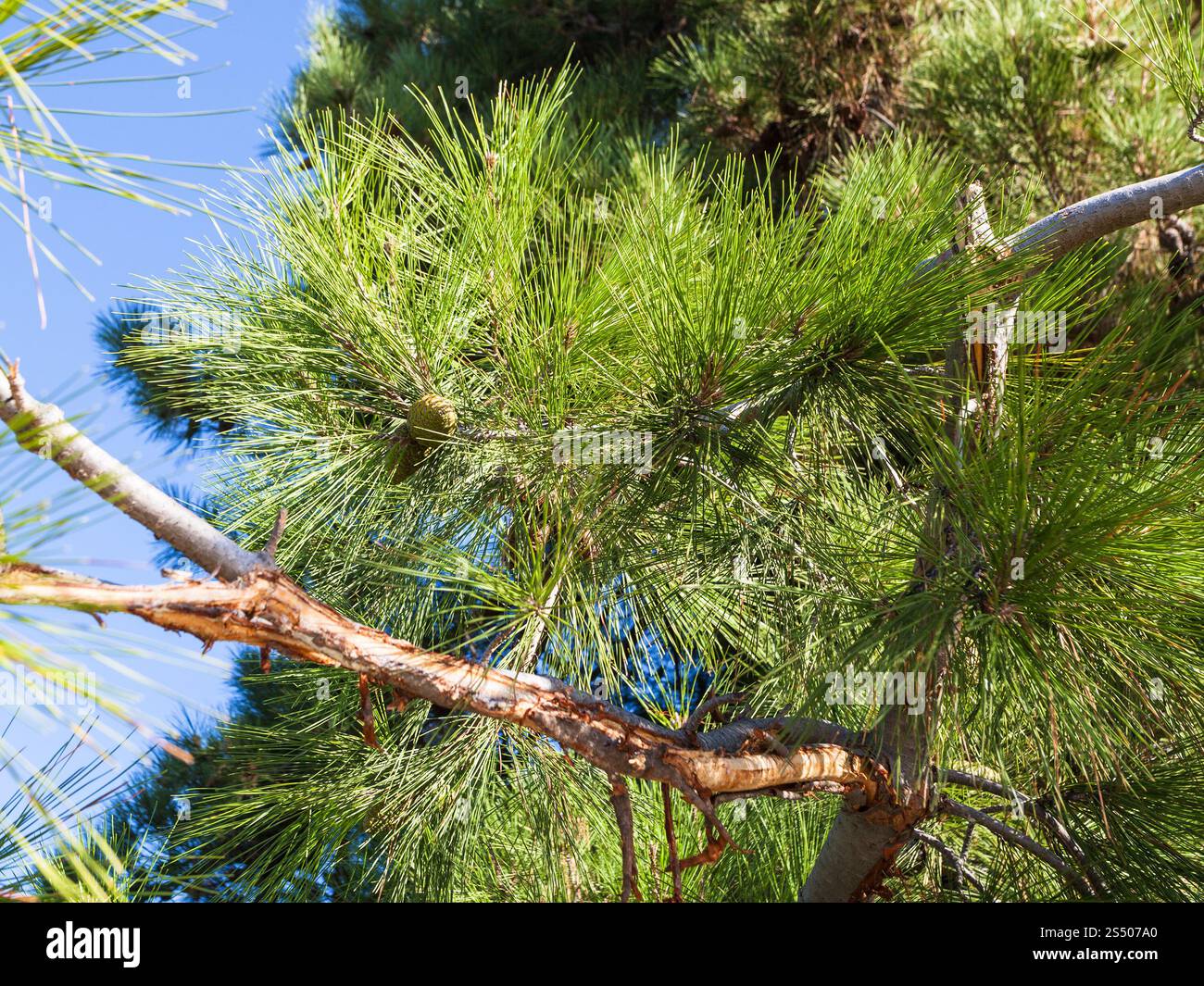 travel to Crimea - branch of Crimean Pine (Pinus Nigra Pallasiana) on ...