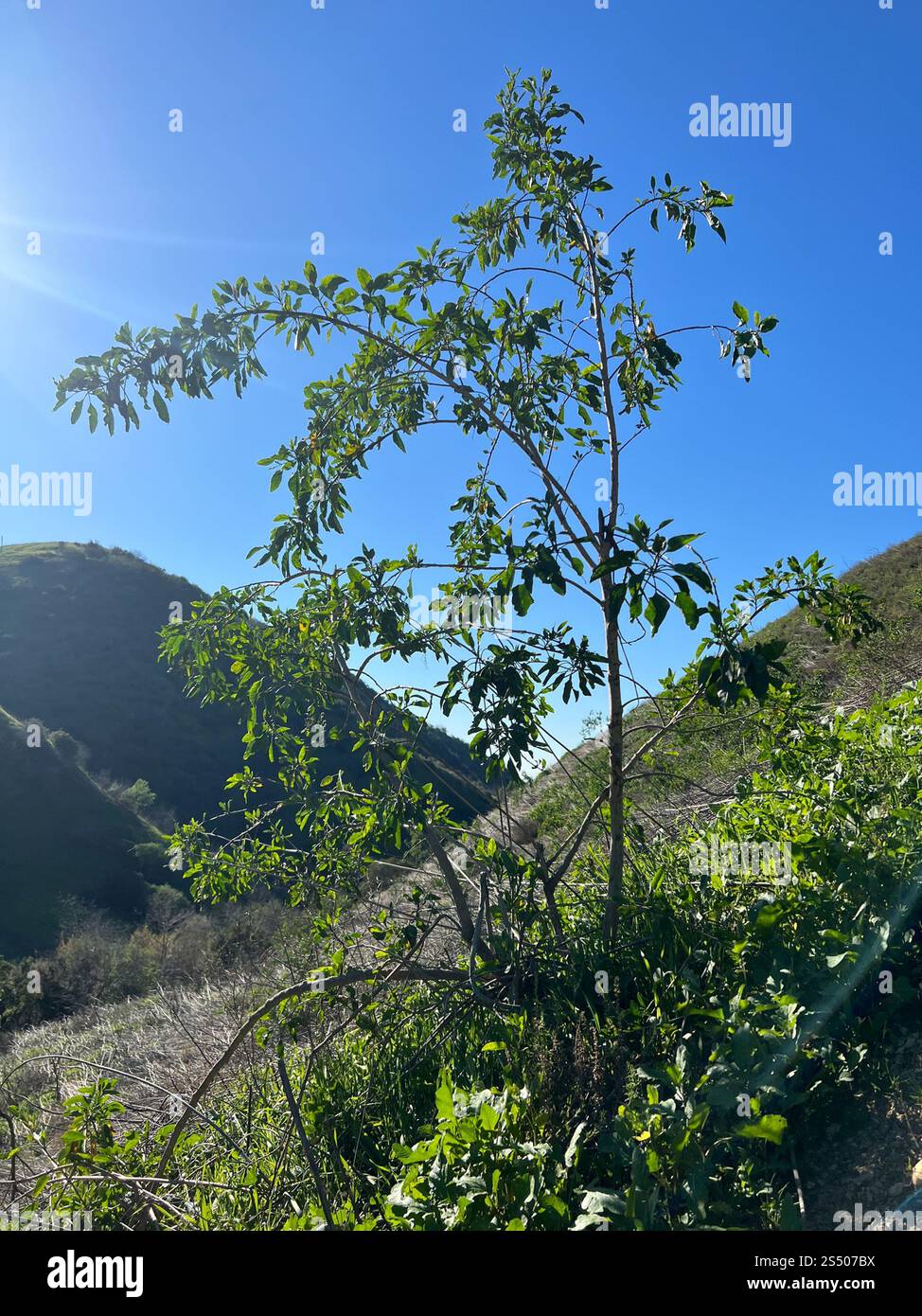 tree tobacco (Nicotiana glauca Stock Photo - Alamy