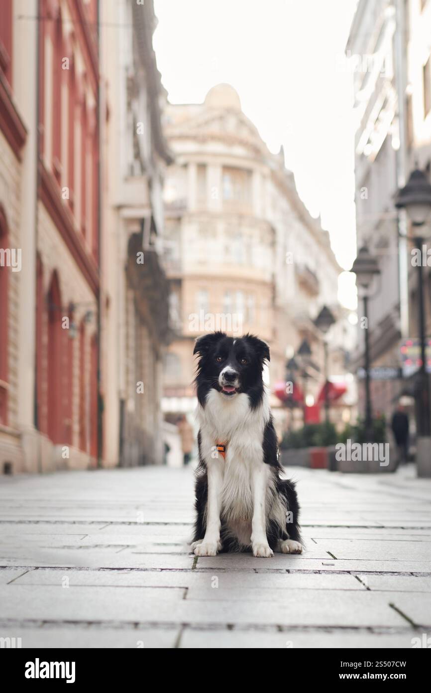 Border collie sitting calmly in hi-res stock photography and images - Alamy