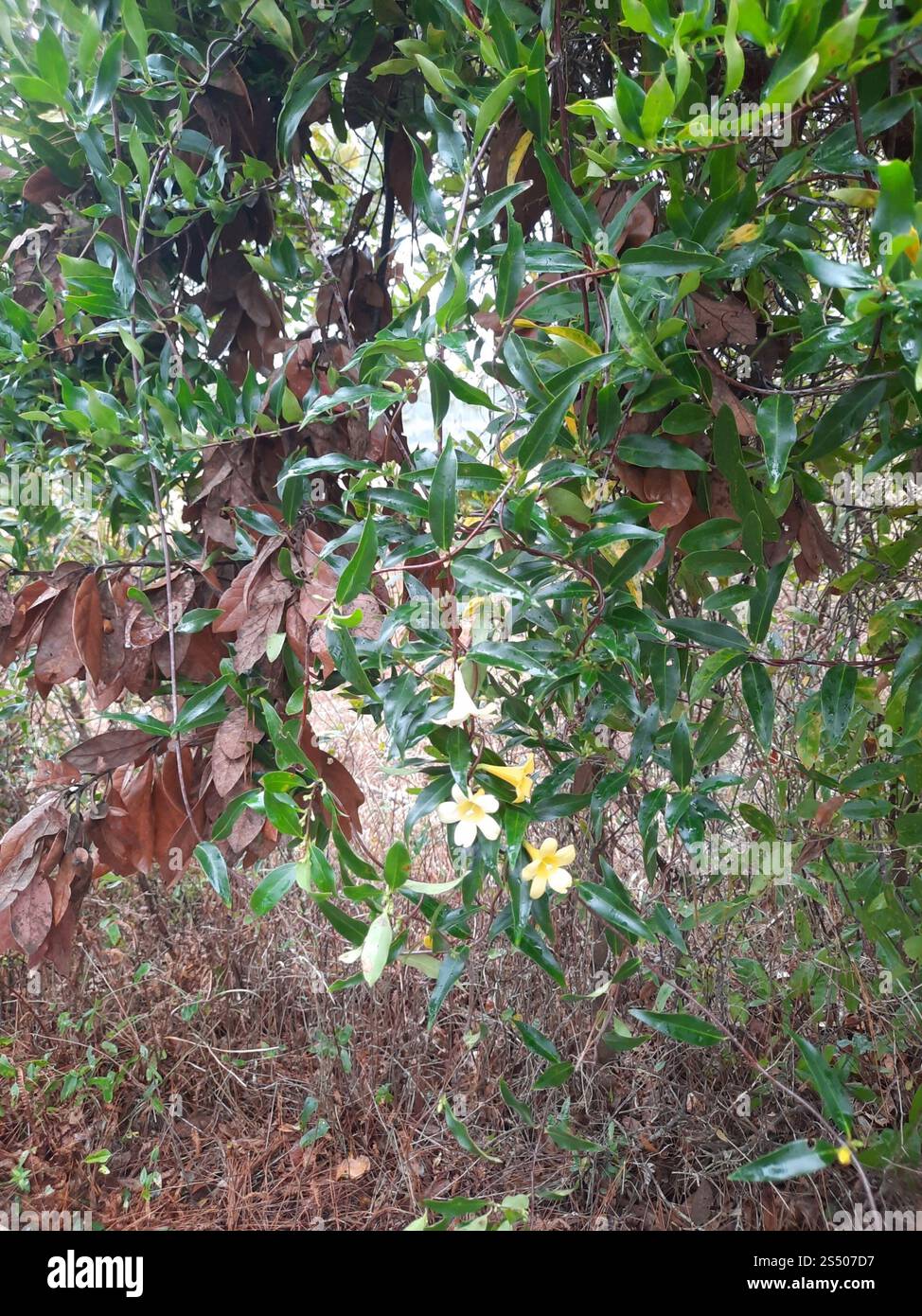 yellow jessamine (Gelsemium sempervirens Stock Photo - Alamy