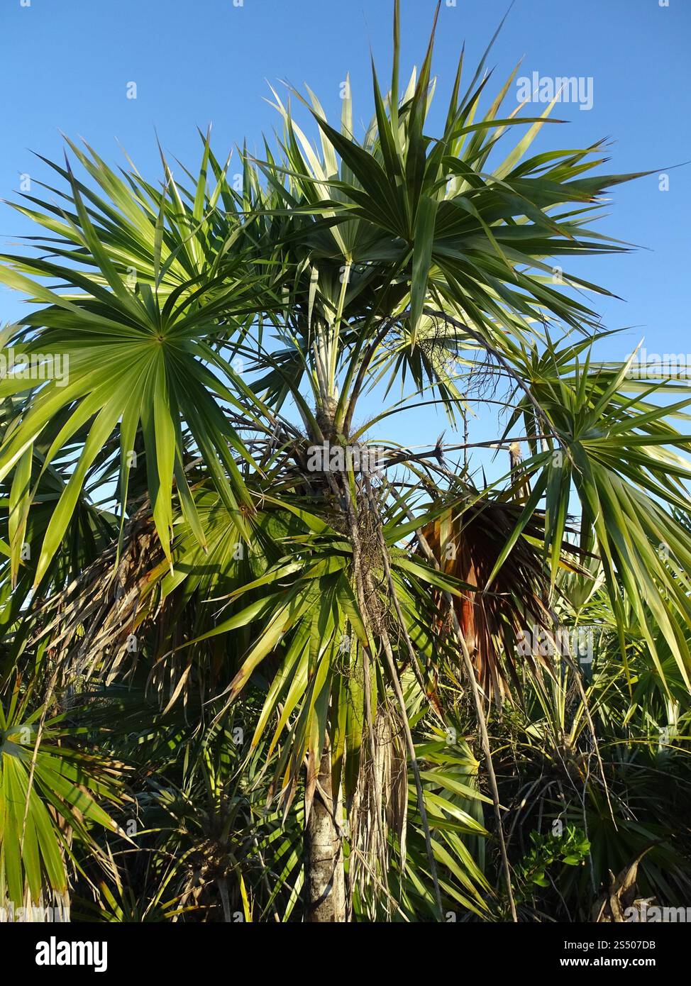 Florida Thatch Palm (Thrinax radiata Stock Photo - Alamy