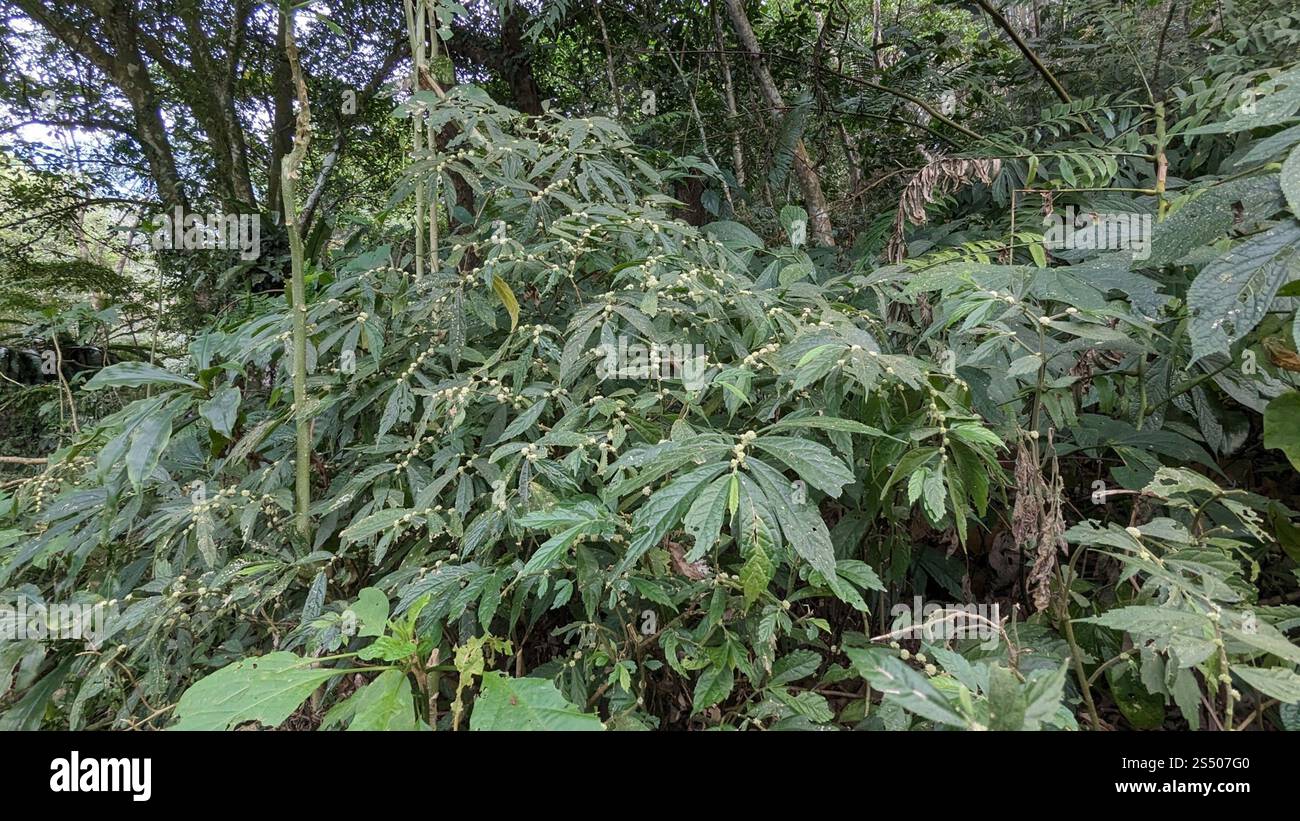 Large lineolate Elatostema (Elatostema lineolatum Stock Photo - Alamy