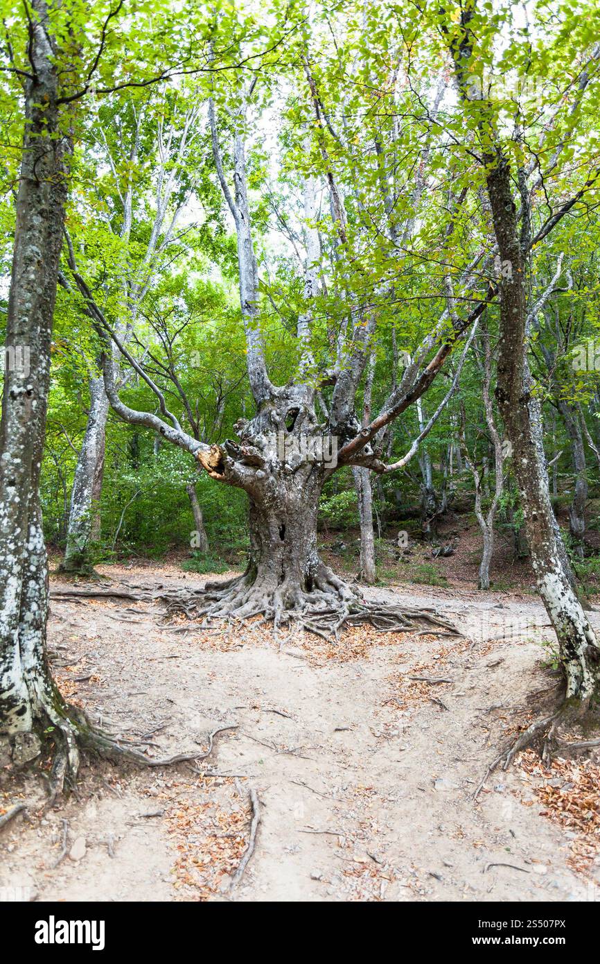 travel to Crimea - bizarre tree in woods in Haphal Gorge of Habhal ...