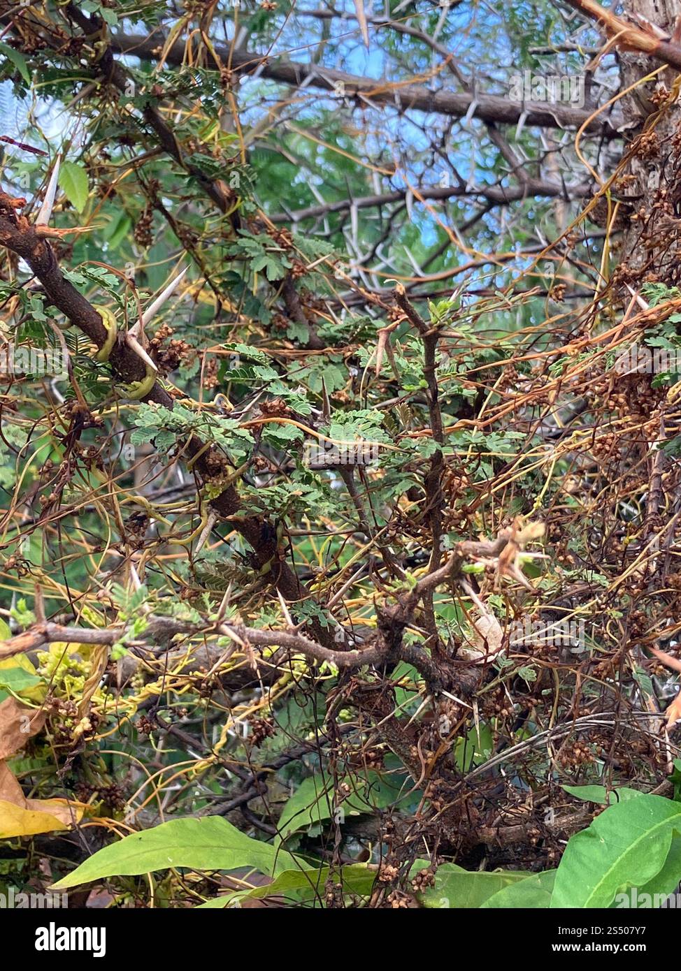 laurel dodder (Cassytha filiformis Stock Photo - Alamy