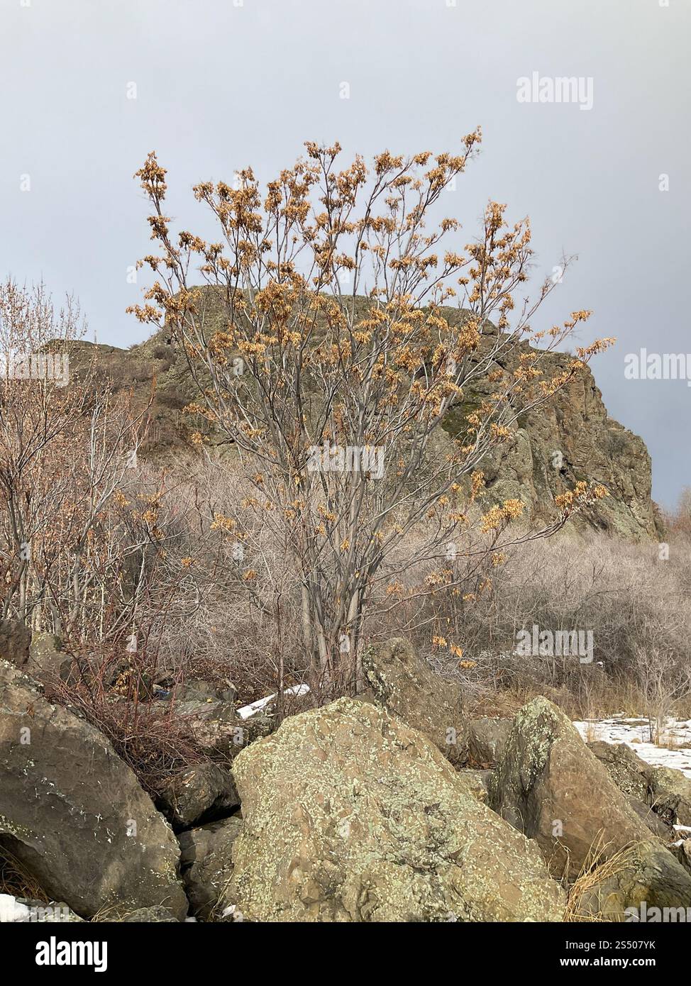 tree-of-heaven (Ailanthus altissima Stock Photo - Alamy