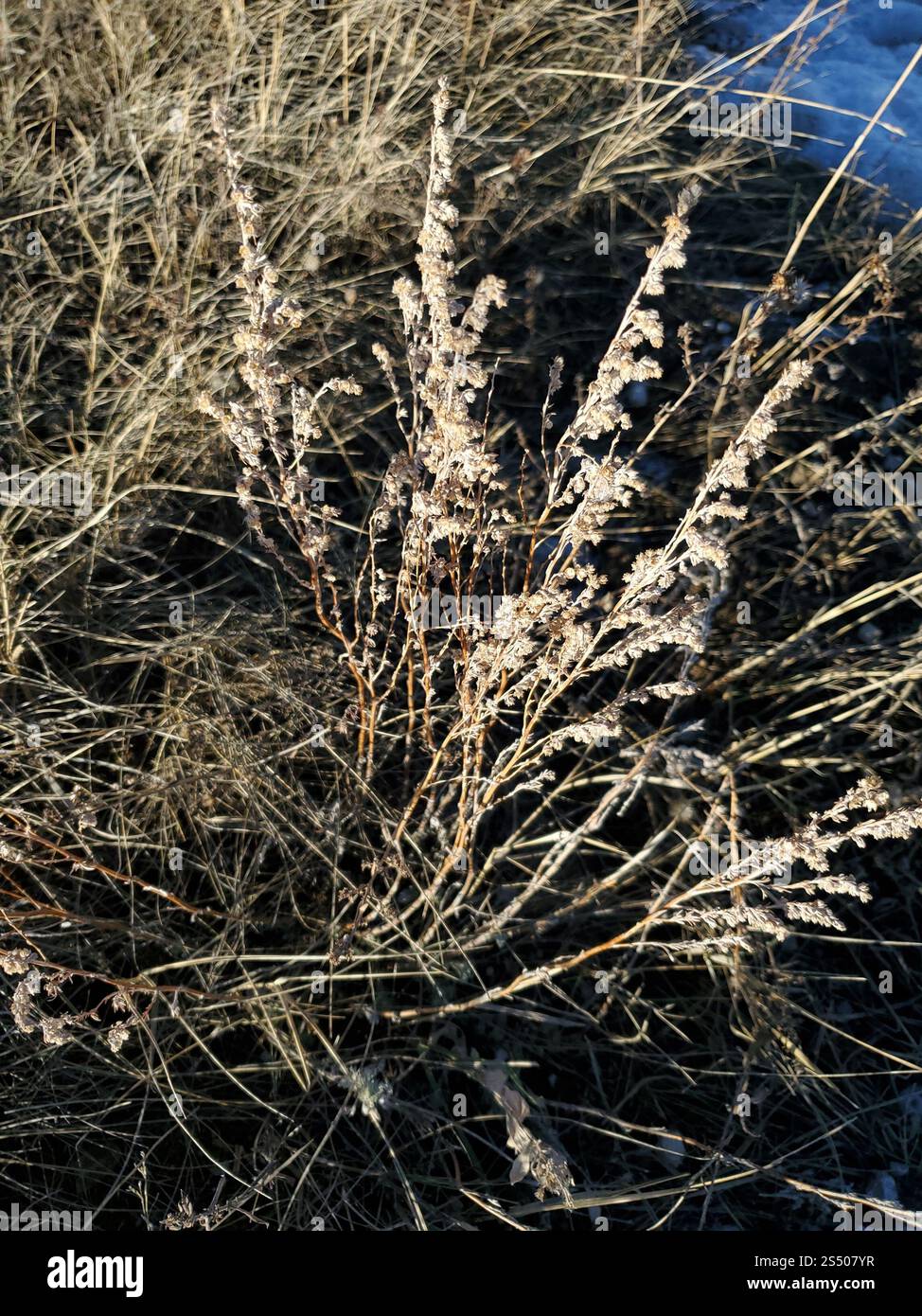 fringed sagebrush (Artemisia frigida Stock Photo - Alamy