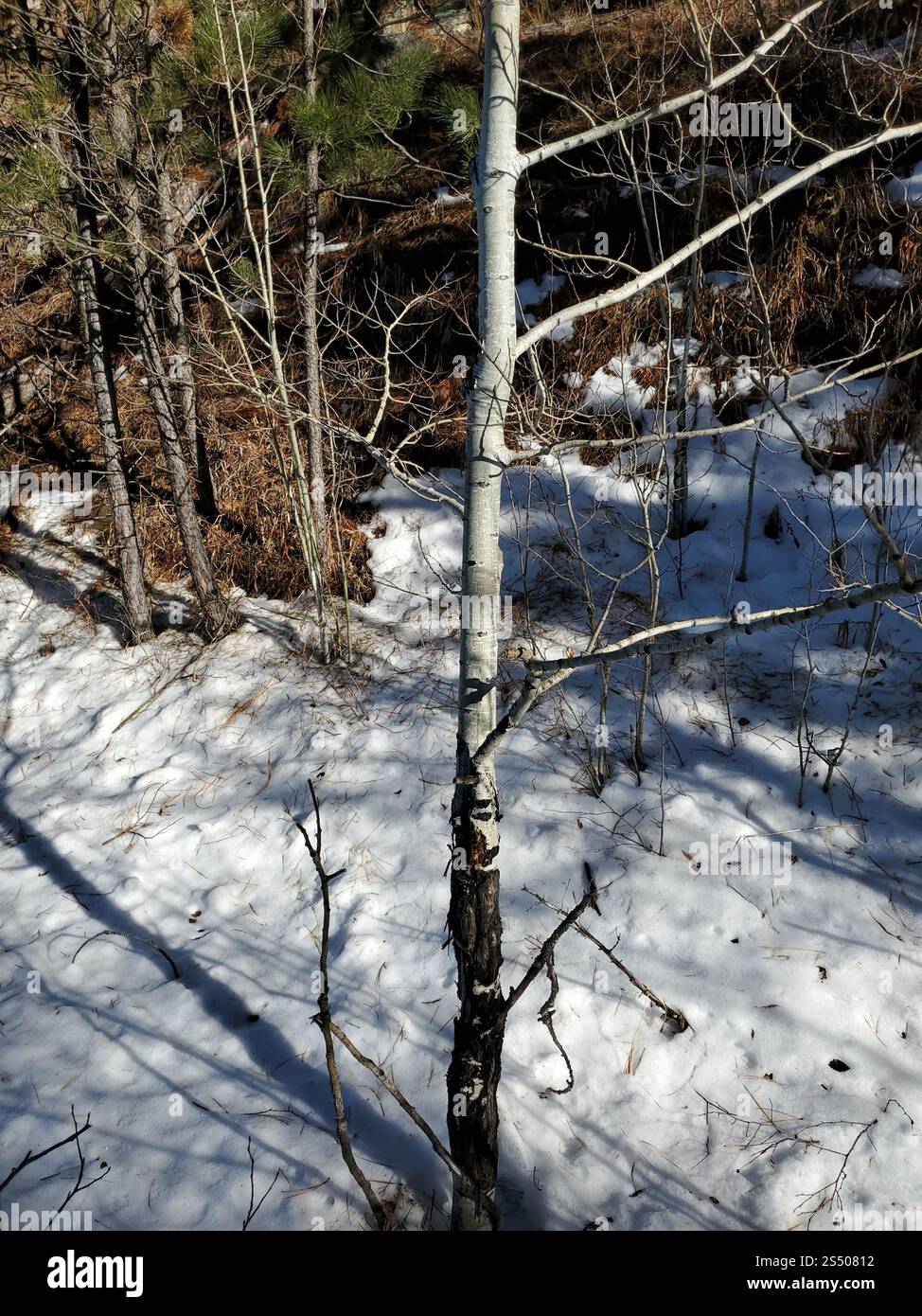 quaking aspen (Populus tremuloides Stock Photo - Alamy