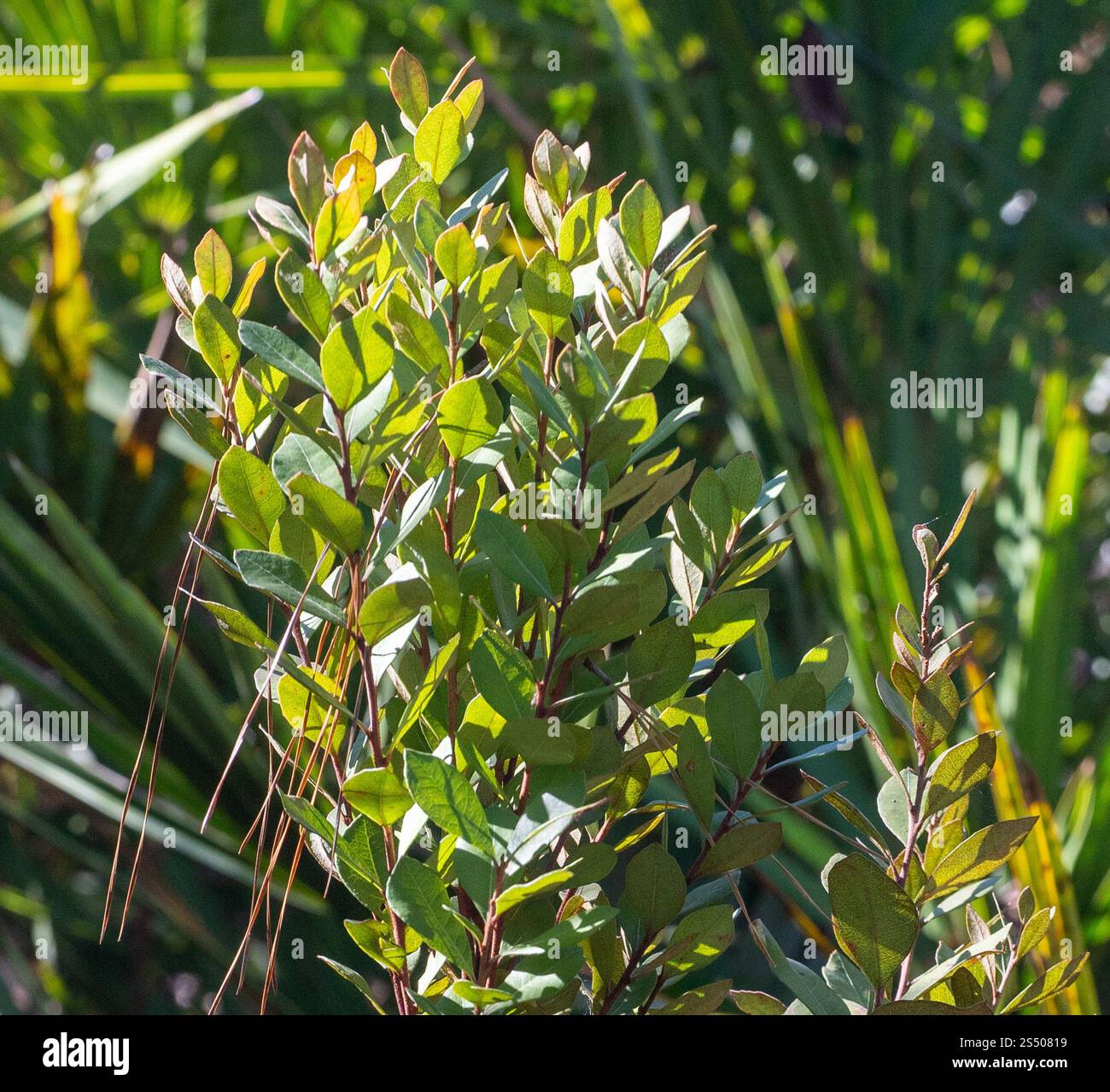 coastal plain staggerbush (Lyonia fruticosa Stock Photo - Alamy