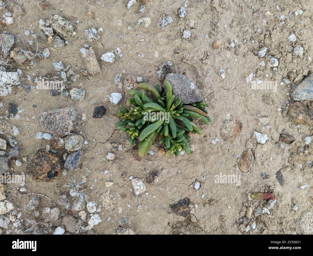 desert rockpurslane (Cistanthe ambigua Stock Photo - Alamy