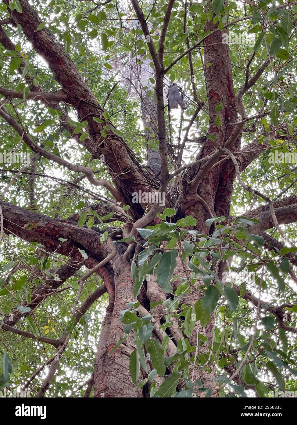 Japanese Superb Fig (Ficus subpisocarpa Stock Photo - Alamy