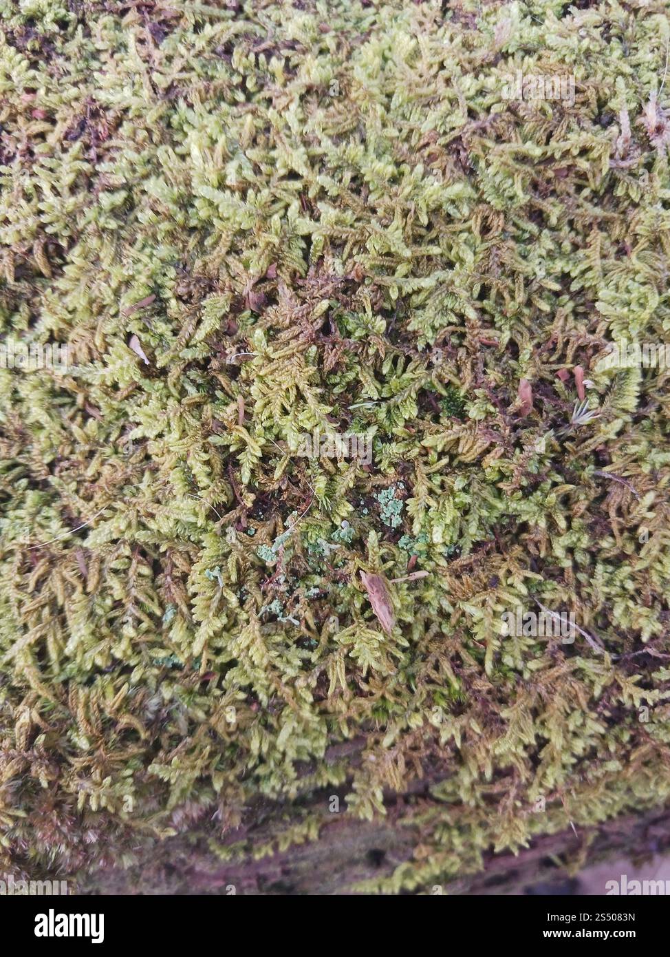 brocade moss (Callicladium imponens Stock Photo - Alamy