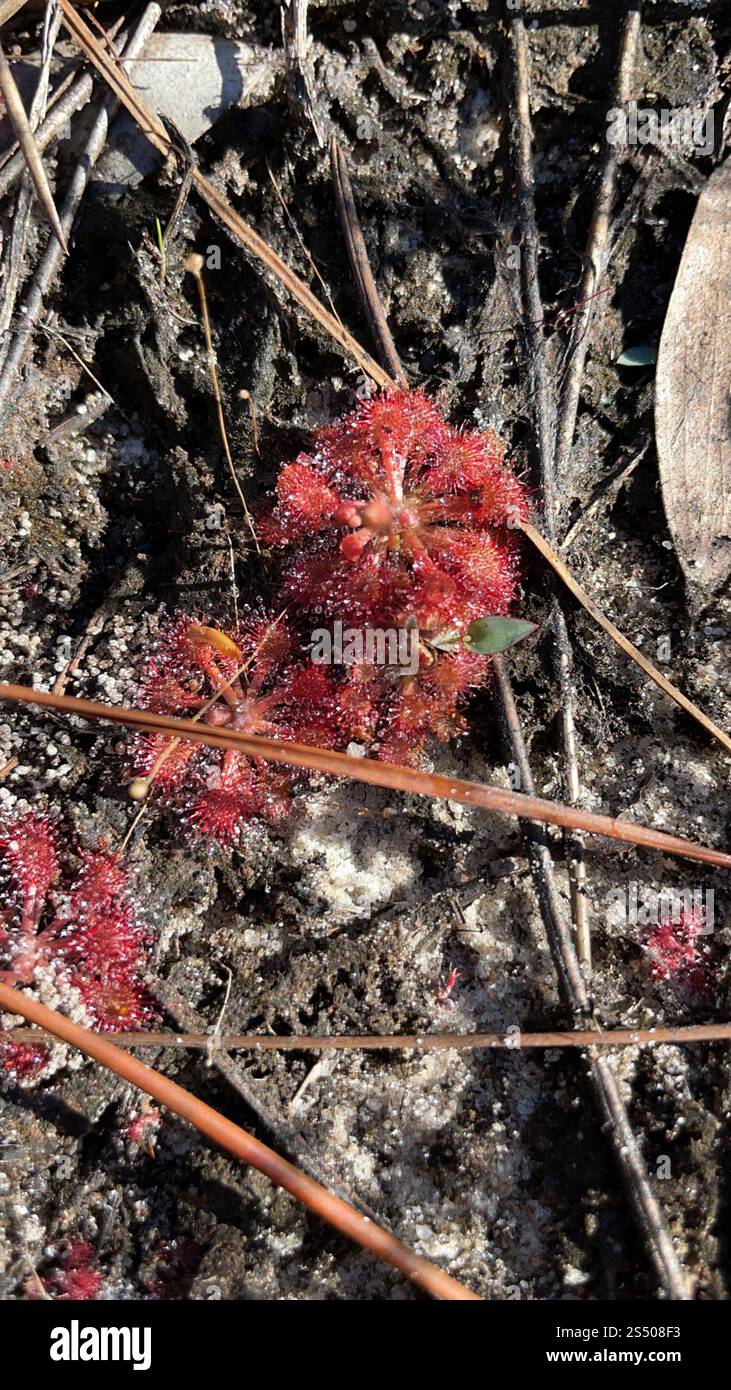 Pink Sundew (Drosera capillaris Stock Photo - Alamy