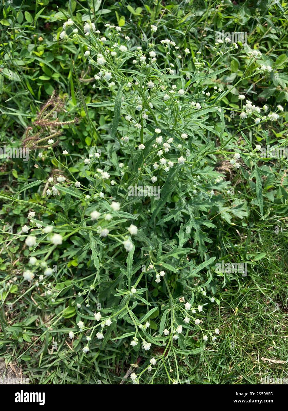 Santa Maria feverfew (Parthenium hysterophorus Stock Photo - Alamy