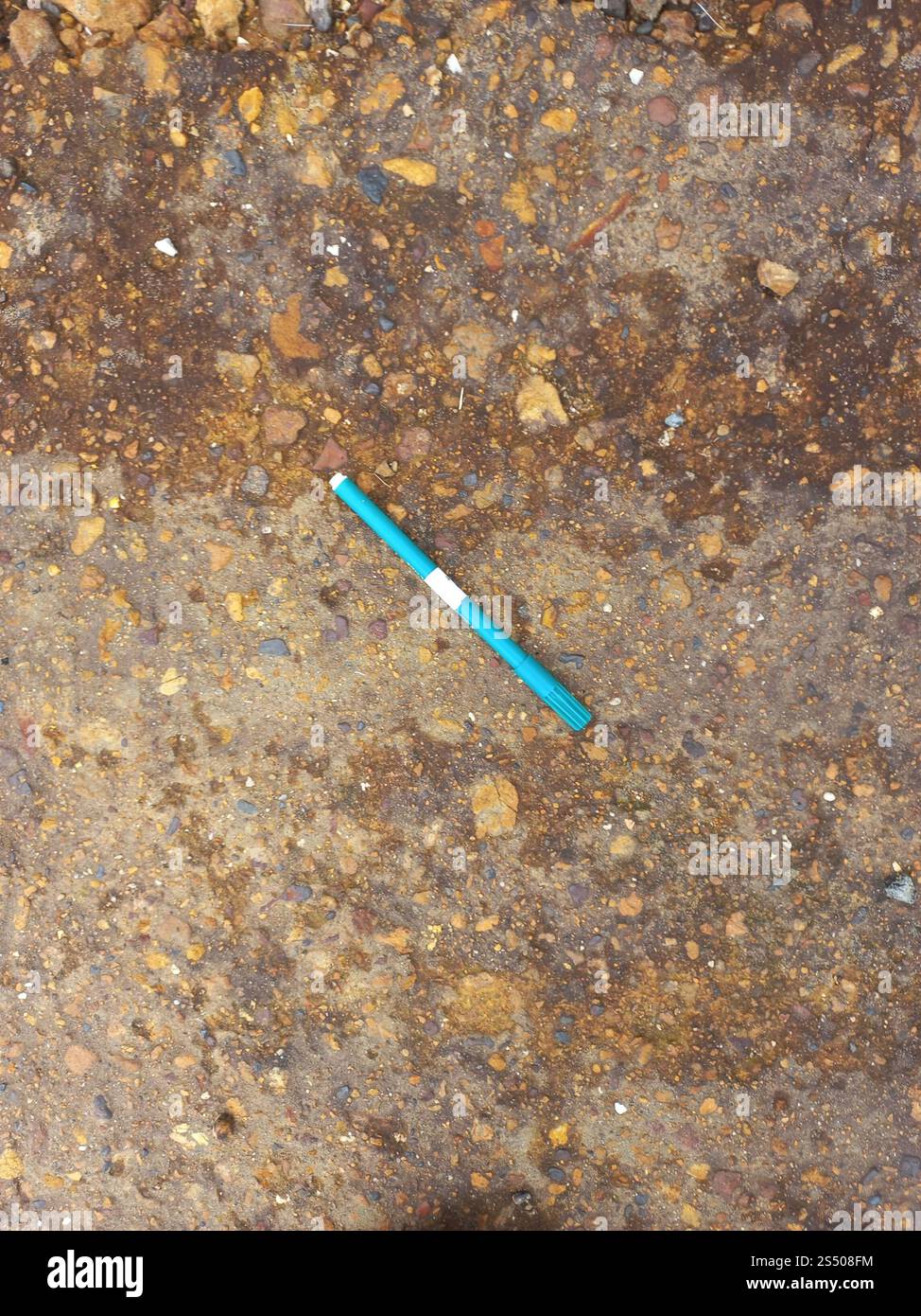 African Clawless Otter (Aonyx capensis Stock Photo - Alamy