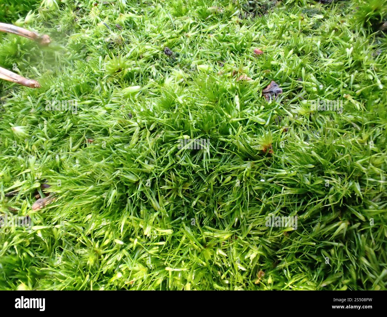 Dwarf Swan-neck Moss (Campylopus pyriformis Stock Photo - Alamy
