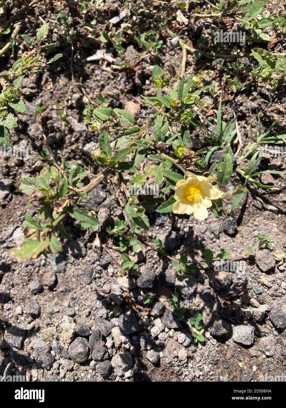 Common Fanpetals (Sida ulmifolia Stock Photo - Alamy
