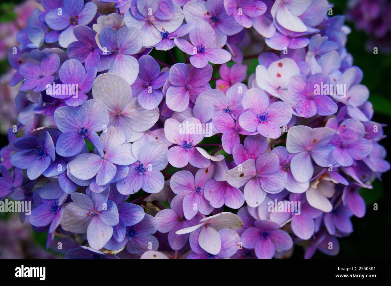 Closeup of Hortensia flower, Hydrangea macrophylla flower background Stock Photo - Alamy