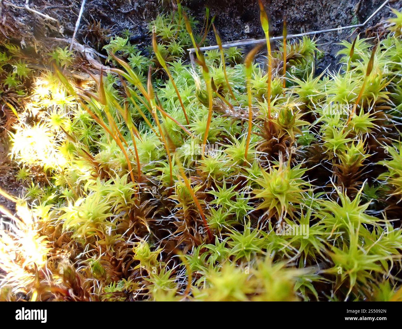 Sand-hill Screw-moss (Syntrichia ruraliformis Stock Photo - Alamy
