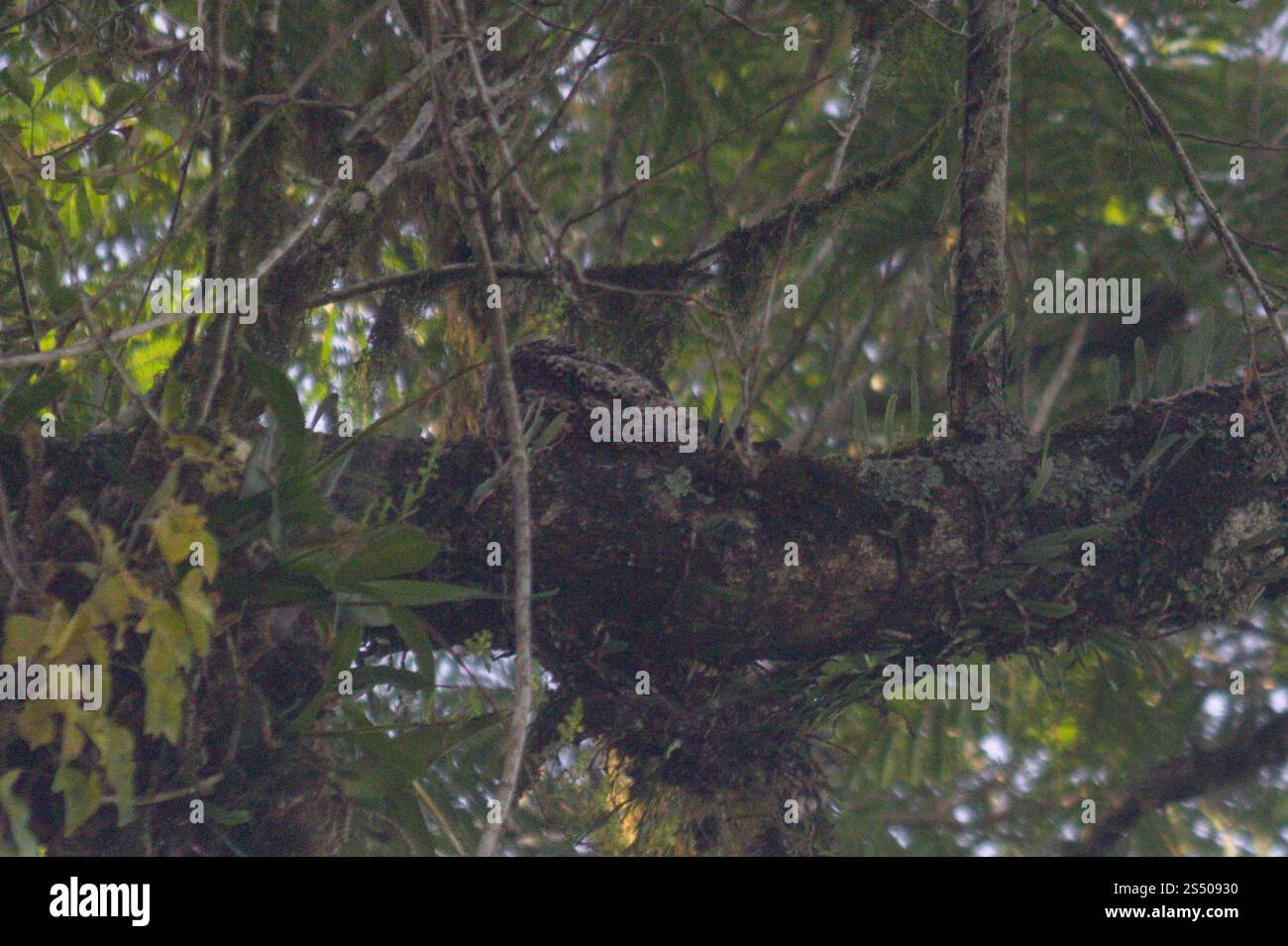 Short-tailed Nighthawk (Lurocalis semitorquatus Stock Photo - Alamy