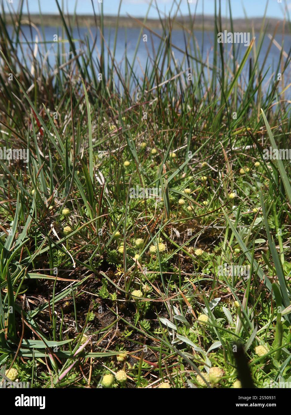 miniature brass-buttons (Leptinella Stock Photo - Alamy