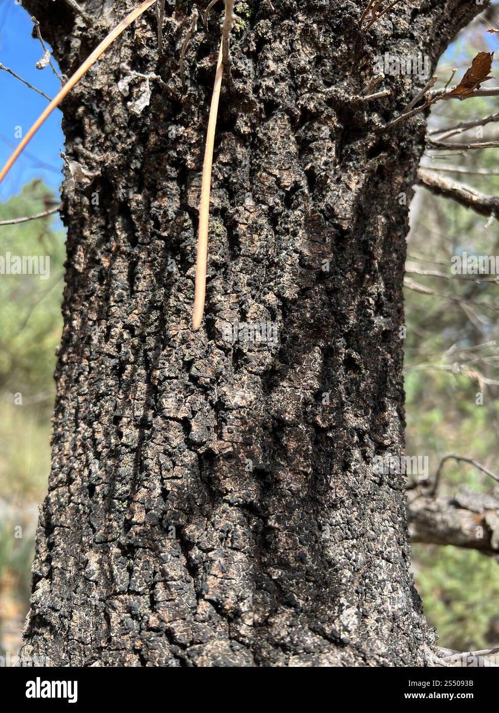 Macedonian Oak (Quercus trojana Stock Photo - Alamy