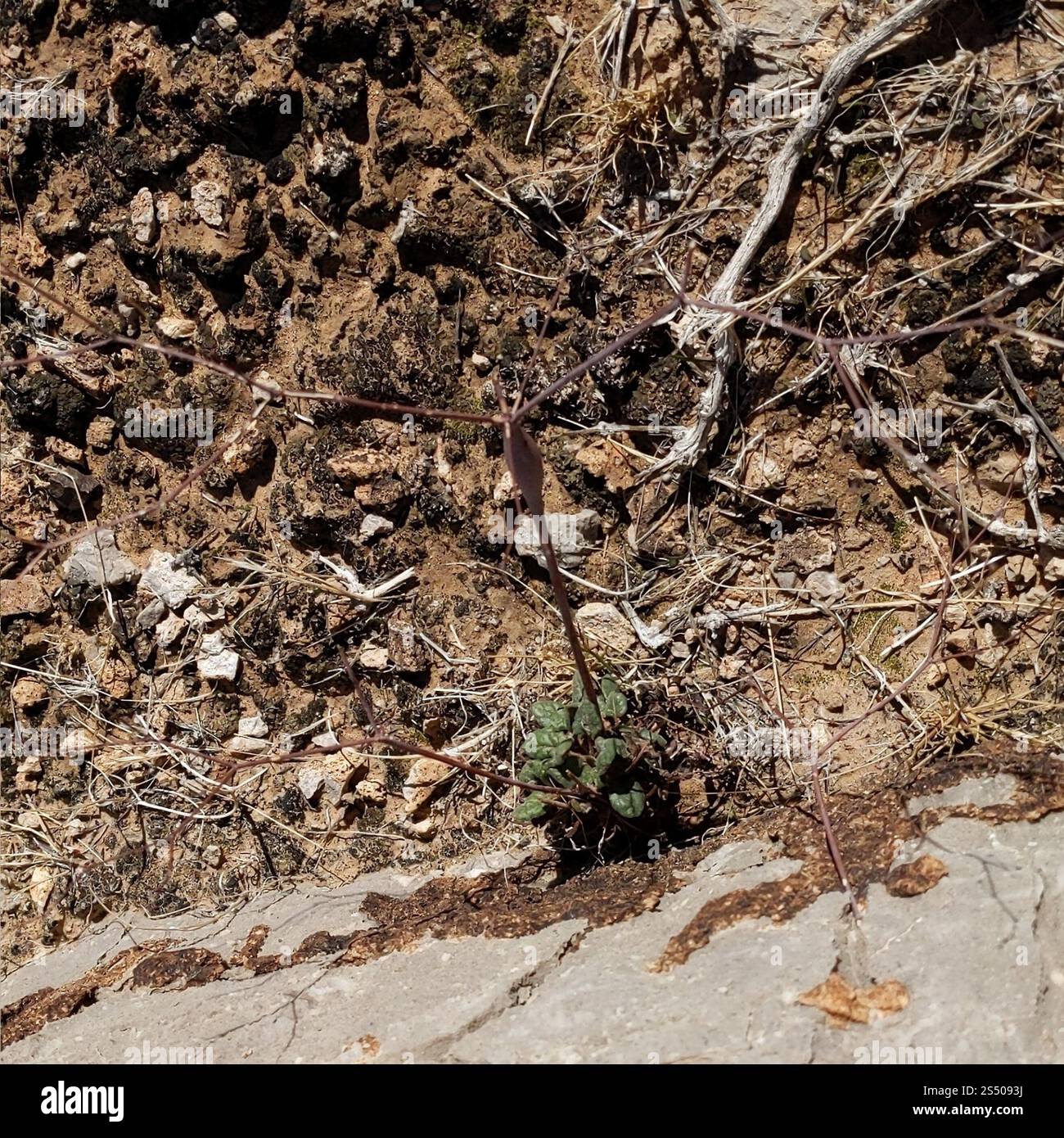 Desert Trumpet (Eriogonum inflatum Stock Photo - Alamy