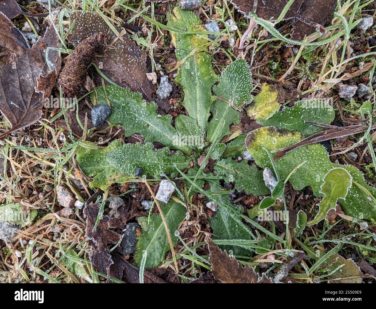 Common Cat's-ear (Hypochaeris radicata Stock Photo - Alamy