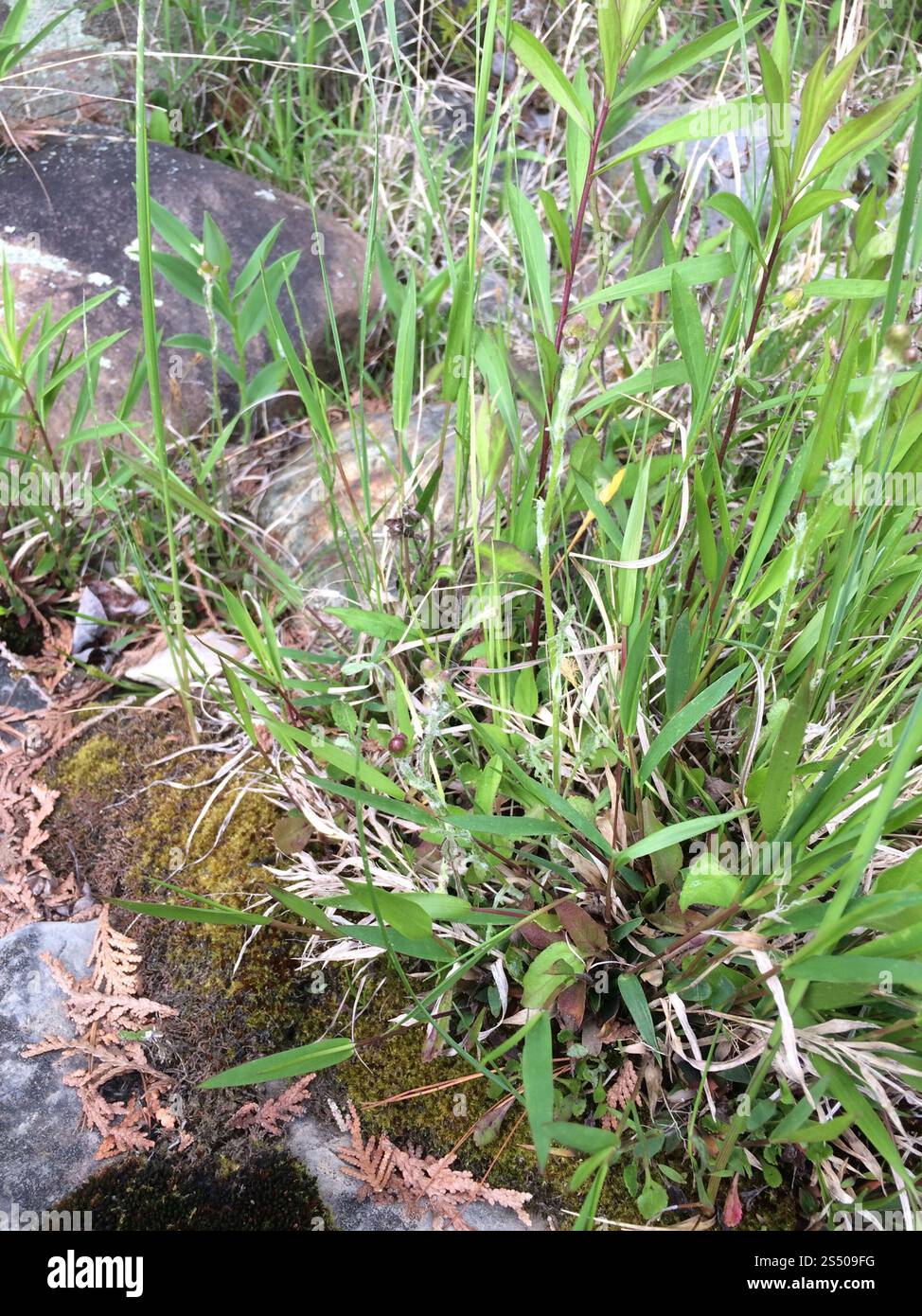 balsam ragwort (Packera paupercula Stock Photo - Alamy