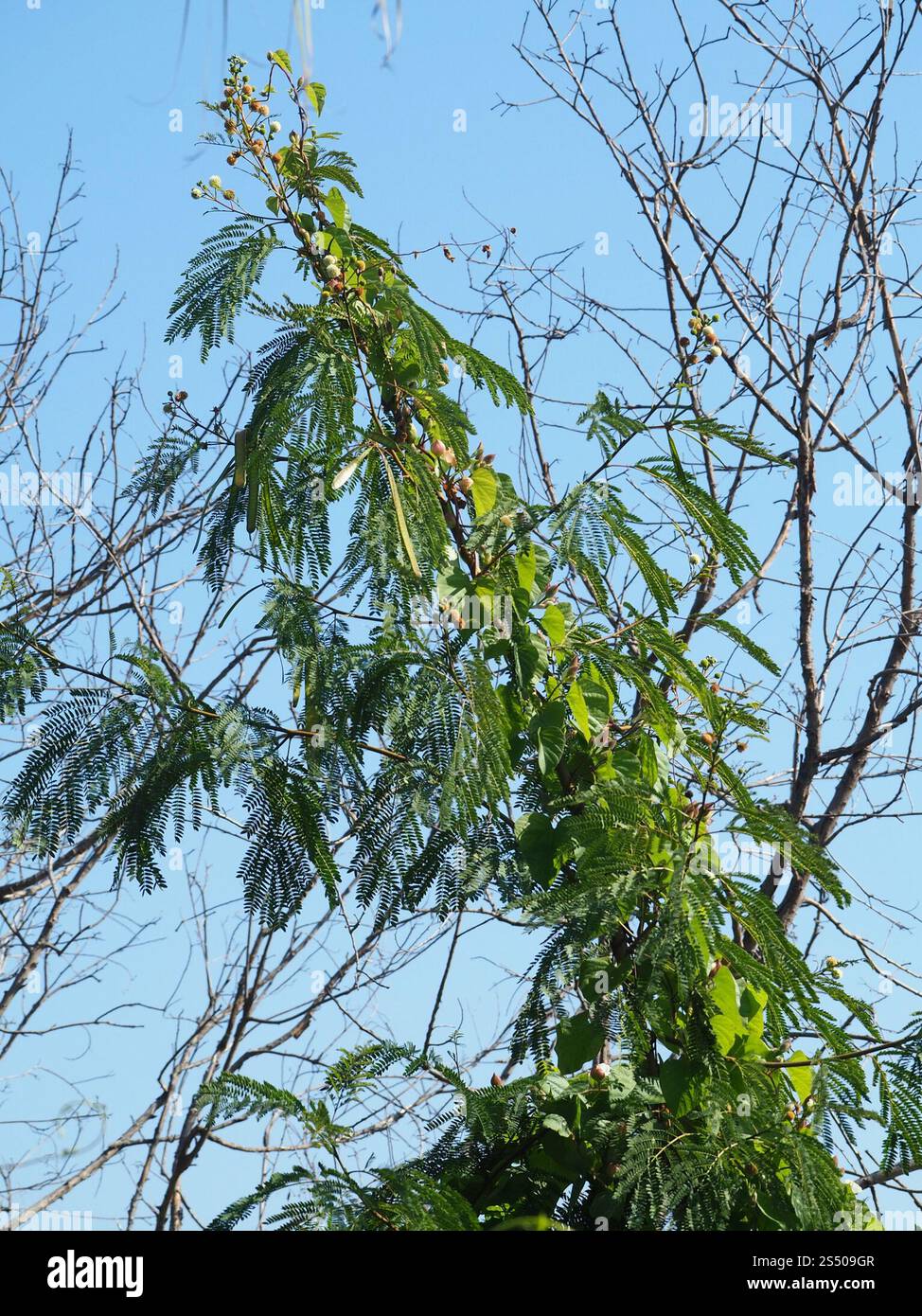 White leadtree (Leucaena leucocephala Stock Photo - Alamy