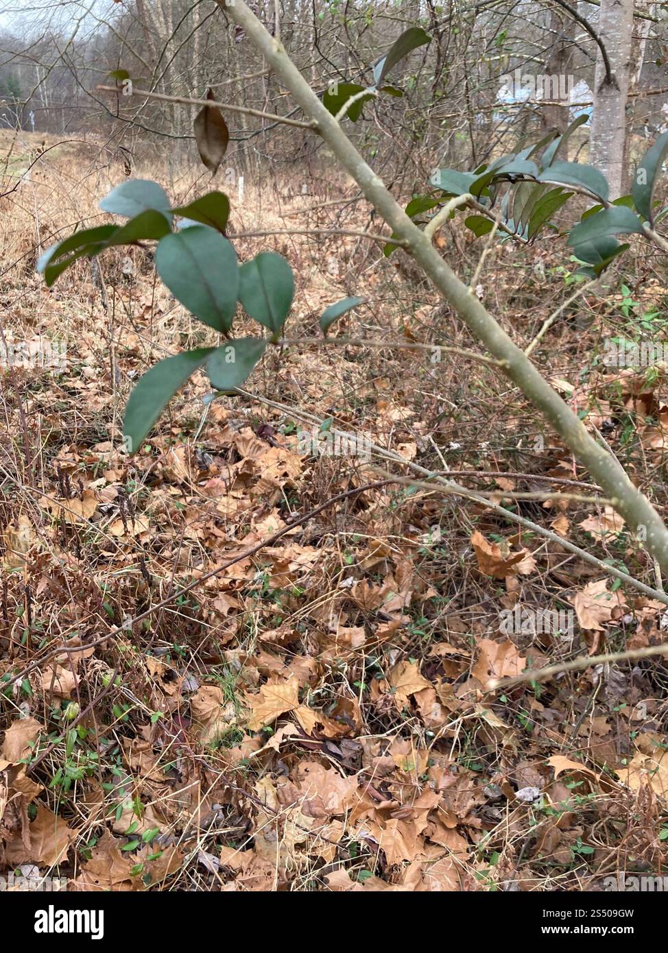 tree privet (Ligustrum lucidum Stock Photo - Alamy