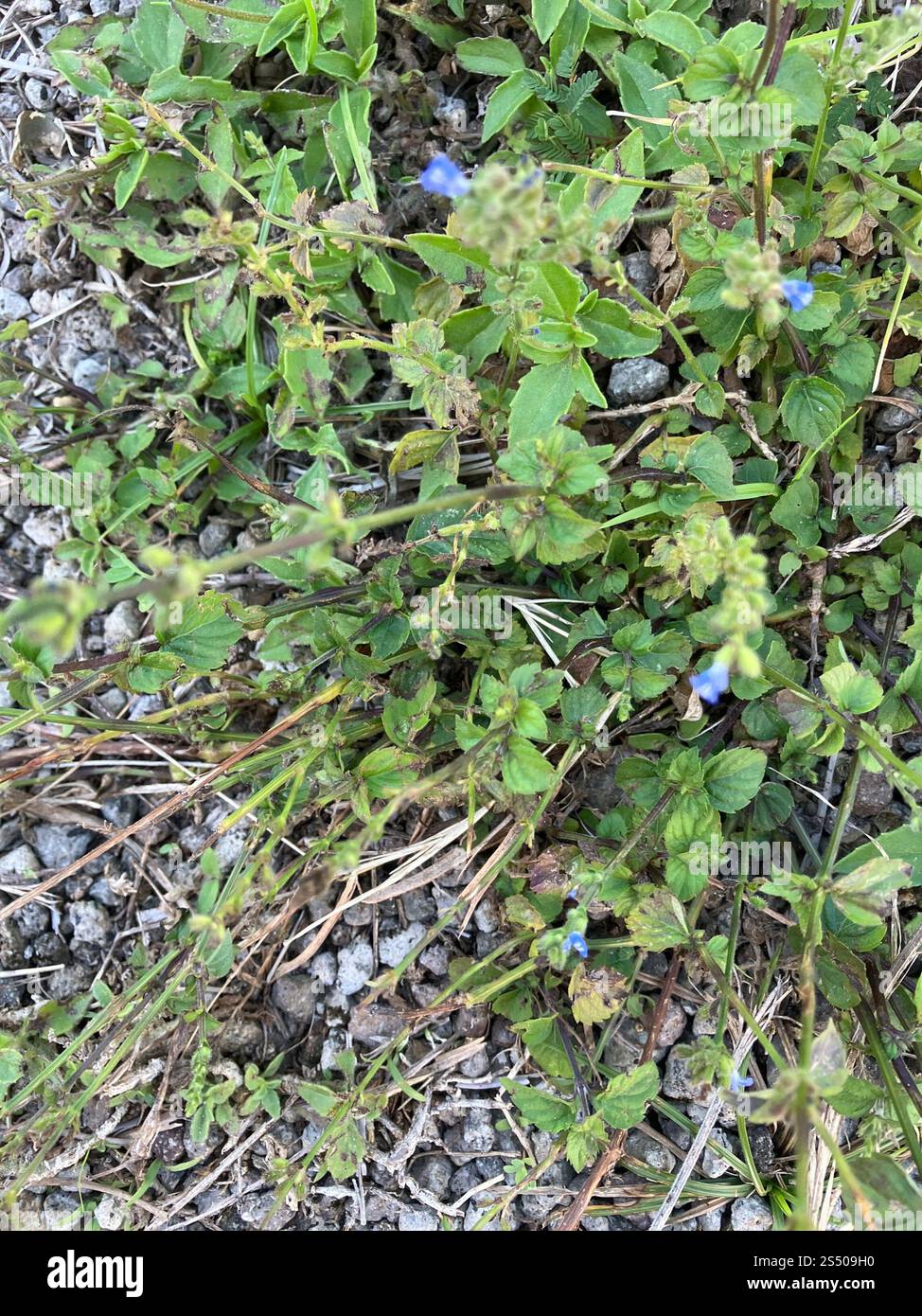 West Indian sage (Salvia occidentalis Stock Photo - Alamy