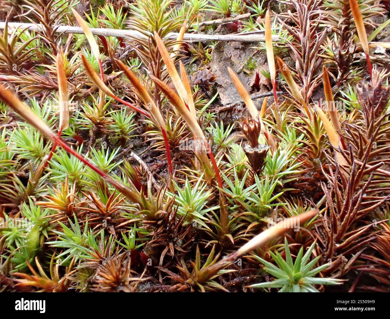 juniper haircap moss (Polytrichum juniperinum Stock Photo - Alamy