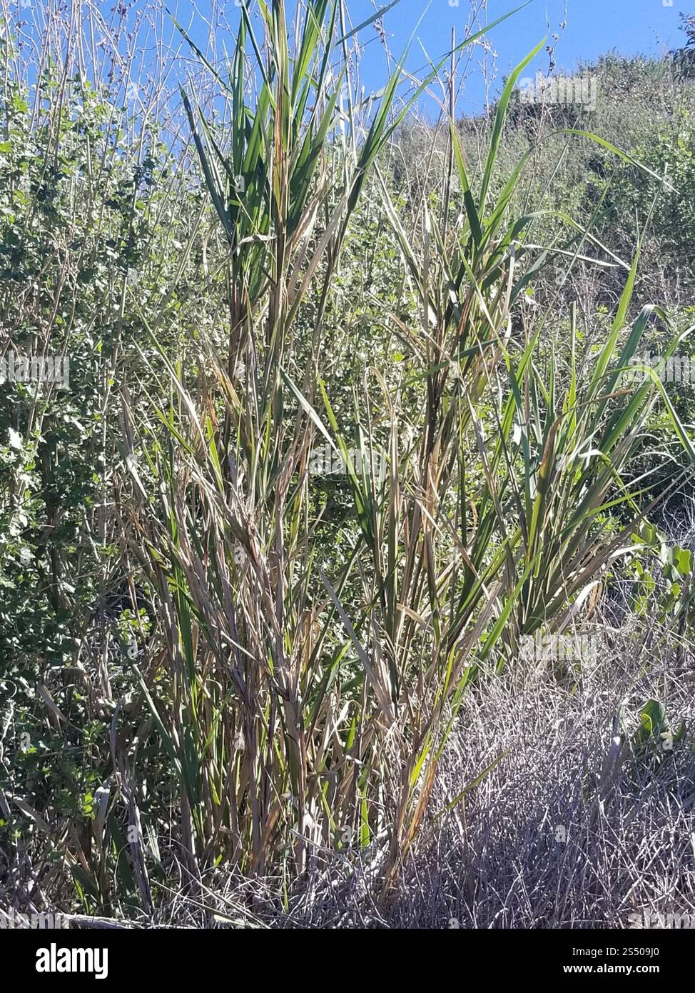 giant wild rye (Leymus condensatus Stock Photo - Alamy