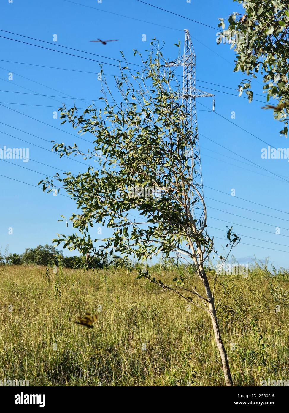 Graphic Flutterer (Rhyothemis graphiptera Stock Photo - Alamy