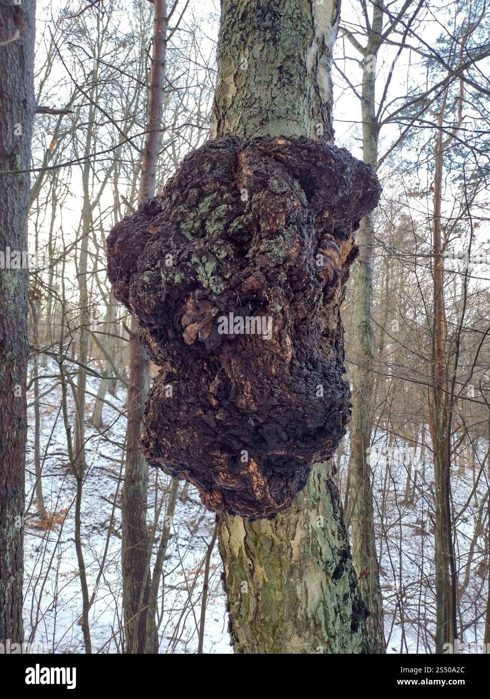 bacterial crown gall (Agrobacterium radiobacter Stock Photo - Alamy
