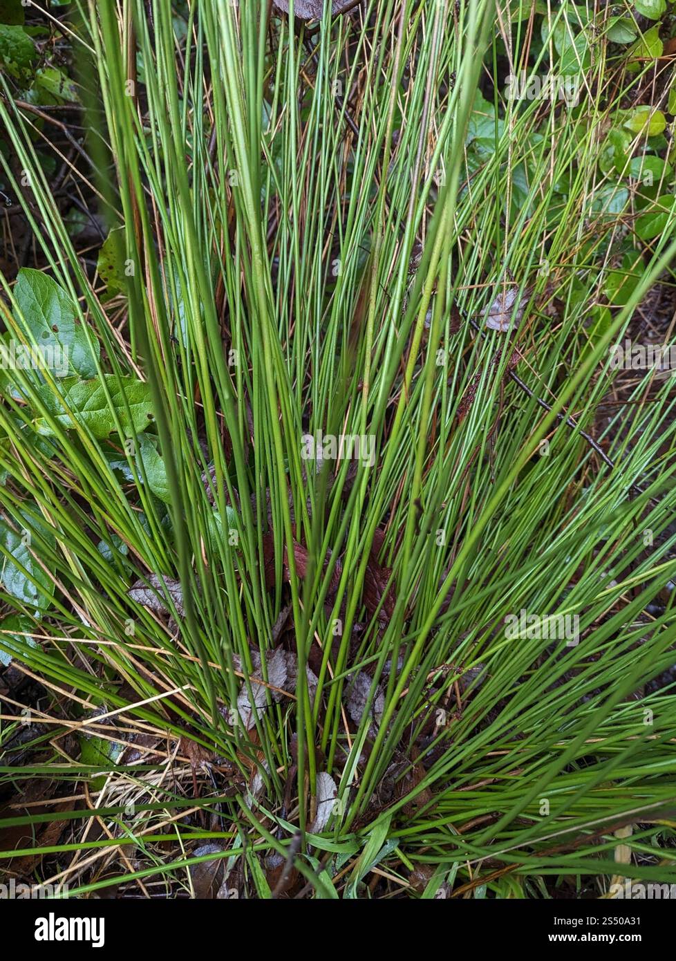 Soft Rush (Juncus effusus Stock Photo - Alamy