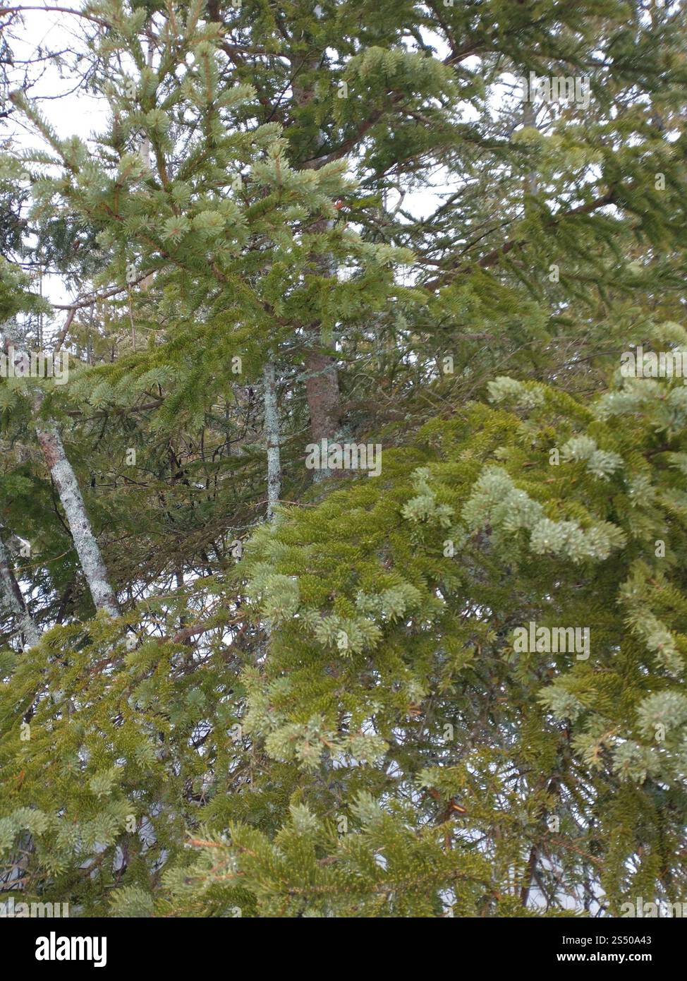 white spruce (Picea glauca Stock Photo - Alamy