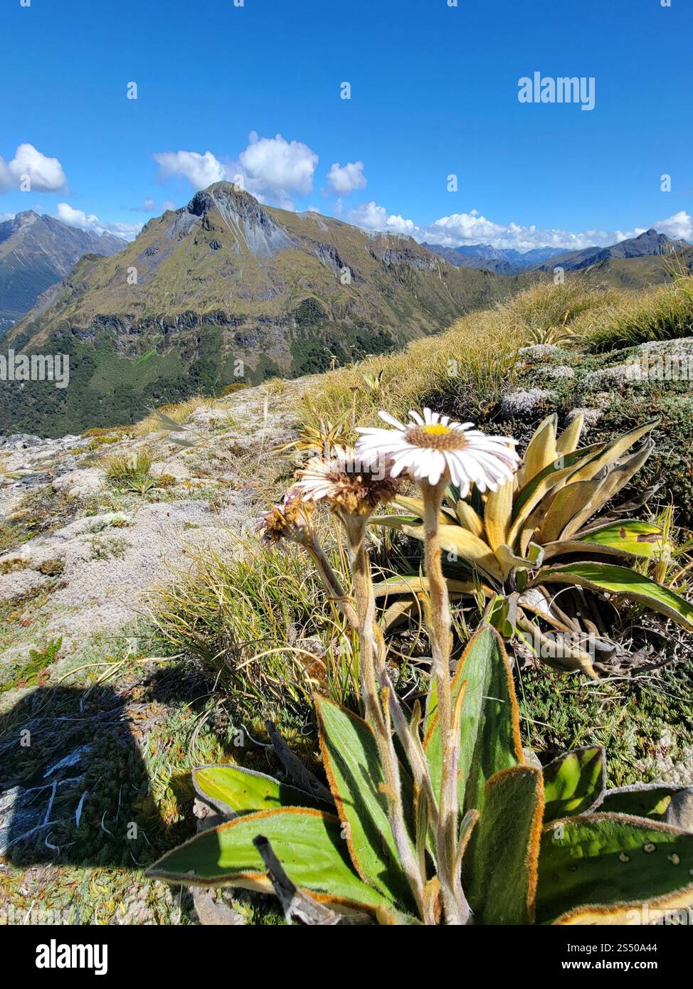 Mountain Daisy (Celmisia traversii Stock Photo - Alamy