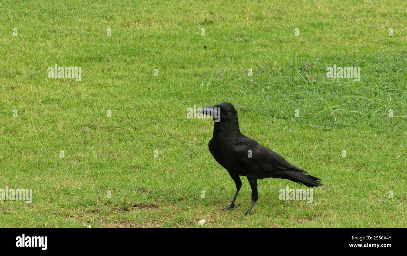 Eastern Jungle Crow (Corvus macrorhynchos levaillantii Stock Photo - Alamy